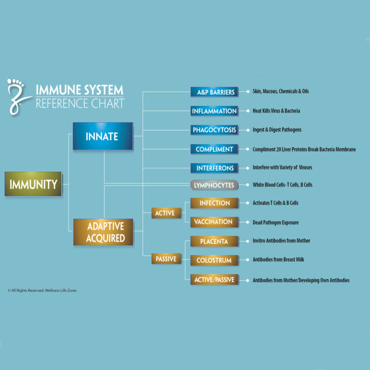 Immune System Chart