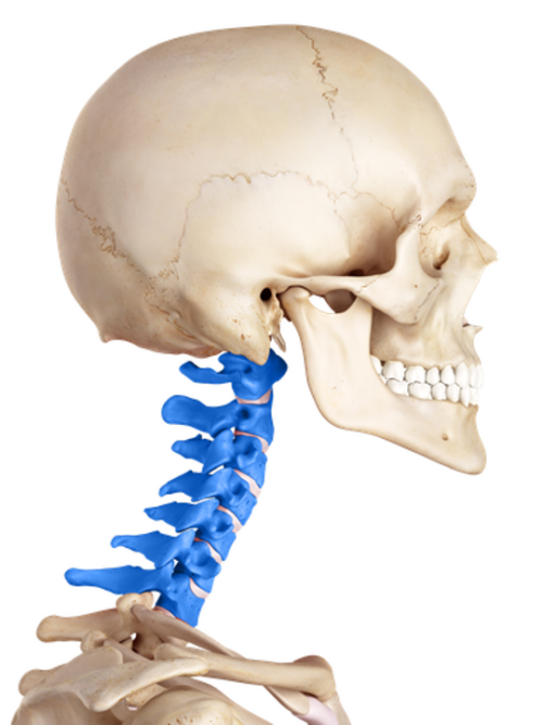 Foot Zone Benefits The Cervical Bones - Wellness Life Zone